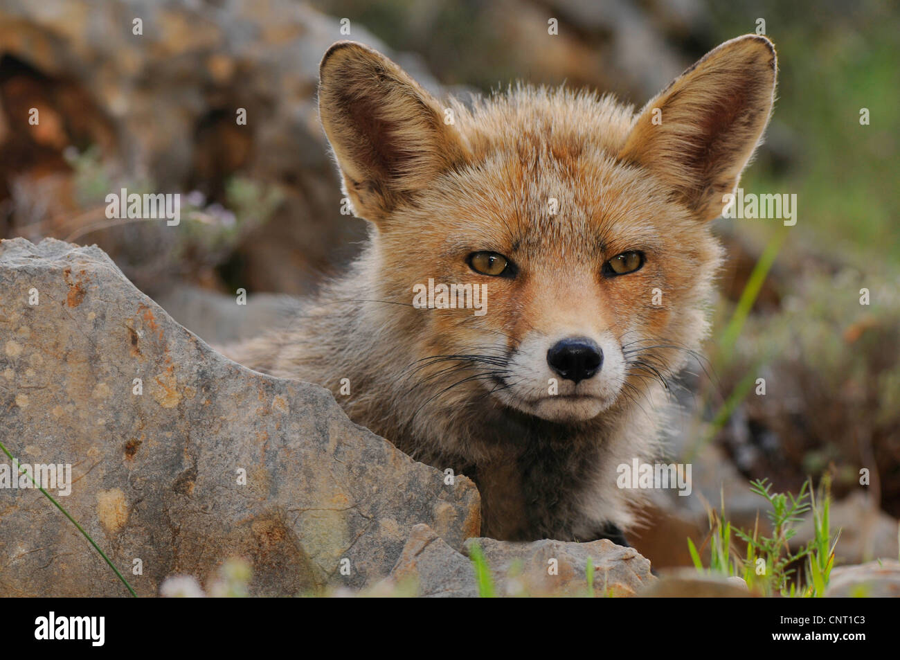 red fox (Vulpes vulpes), portrait, Spain, Andalusia, Naturpark Sierra ...