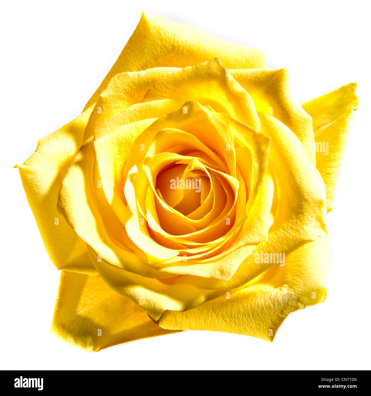 Ornamental rose rose rosa spec Cut Out Stock Images & Pictures - Alamy