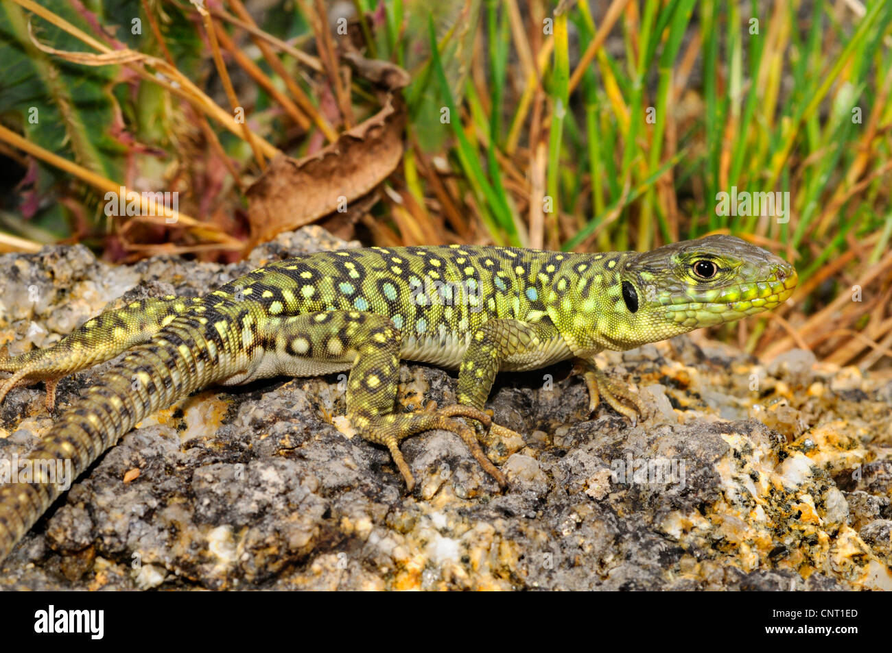 ocellated lizard, ocellated green lizard, eyed lizard, jewelled lizard ...