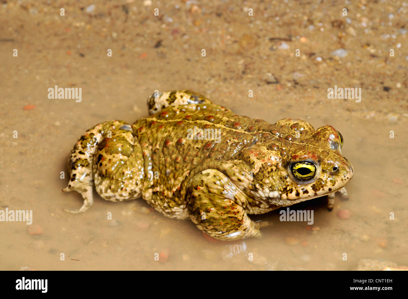natterjack toad, natterjack, British toad (Bufo calamita), in puddle ...