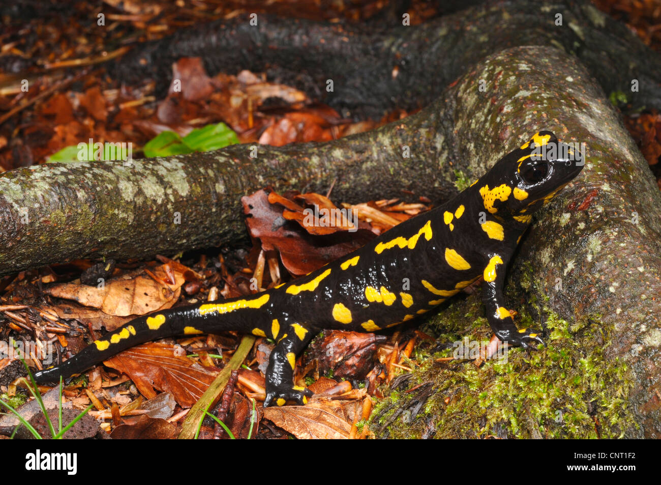 European fire salamander (Salamandra salamandra), on forest ground ...