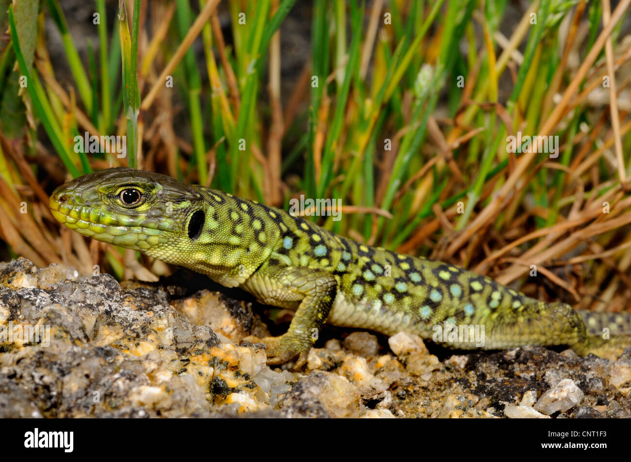 European eyed ocellated lizard timon hi-res stock photography and ...