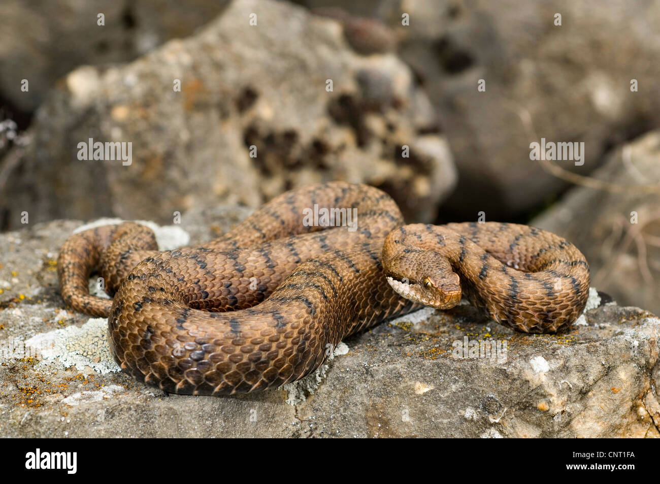 asp viper, aspic viper (Vipera aspis), lays on a stone, Switzerland ...