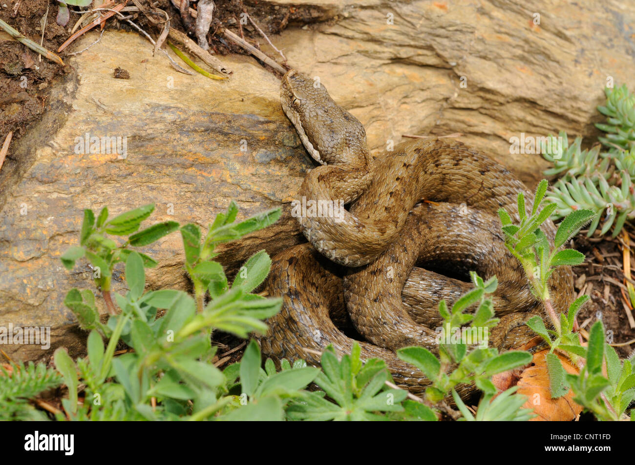 asp viper, aspic viper (Vipera aspis), lays on a stone, Switzerland ...