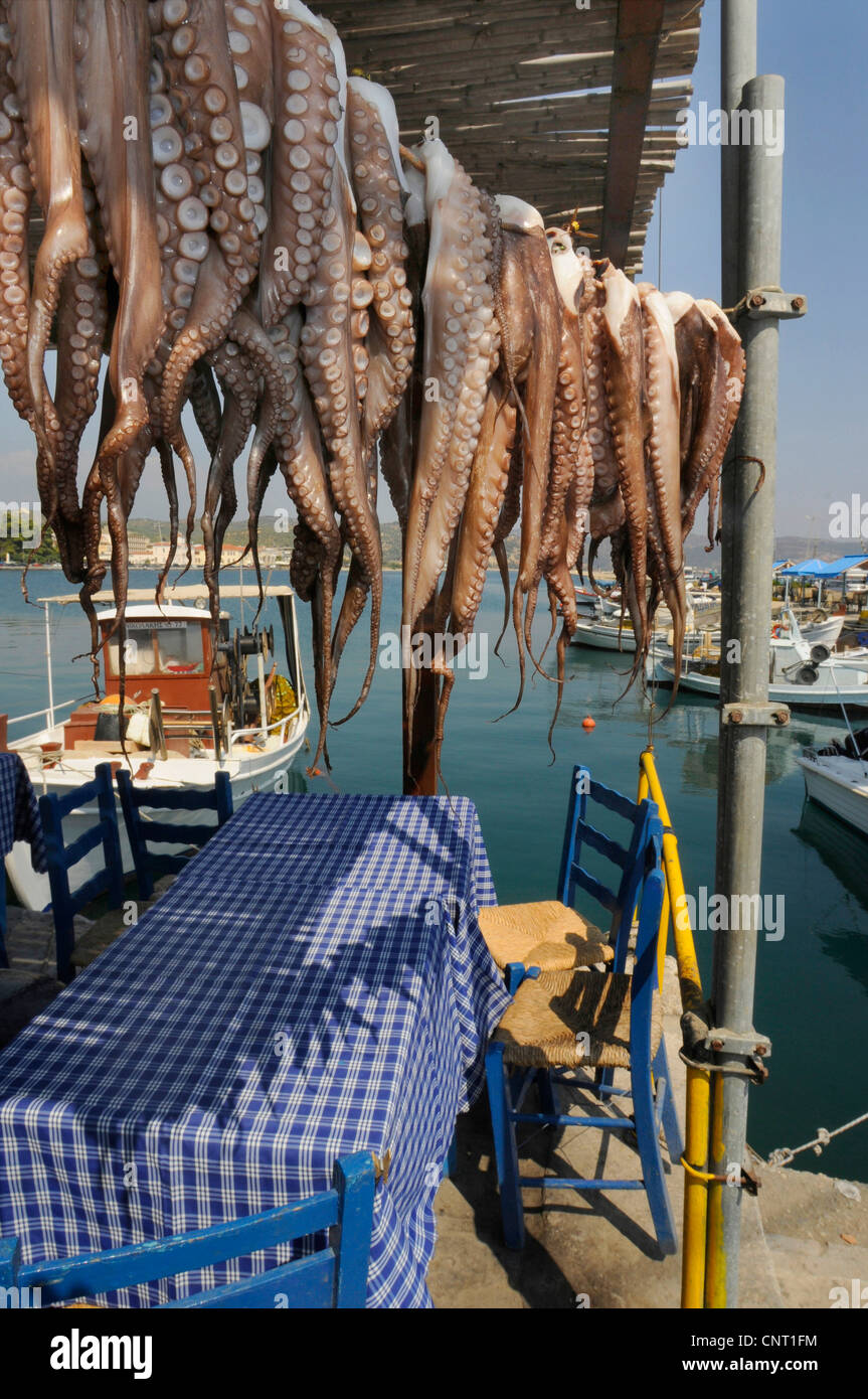 octopods, octopuses (Octopoda, Octobrachia), hung up in a Greek harbour ...