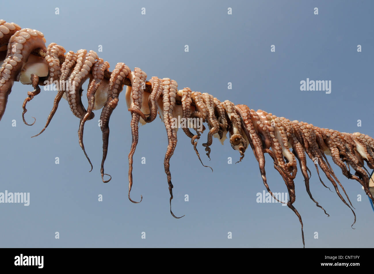 octopods, octopuses (Octopoda, Octobrachia), hung up for drying, Greece ...