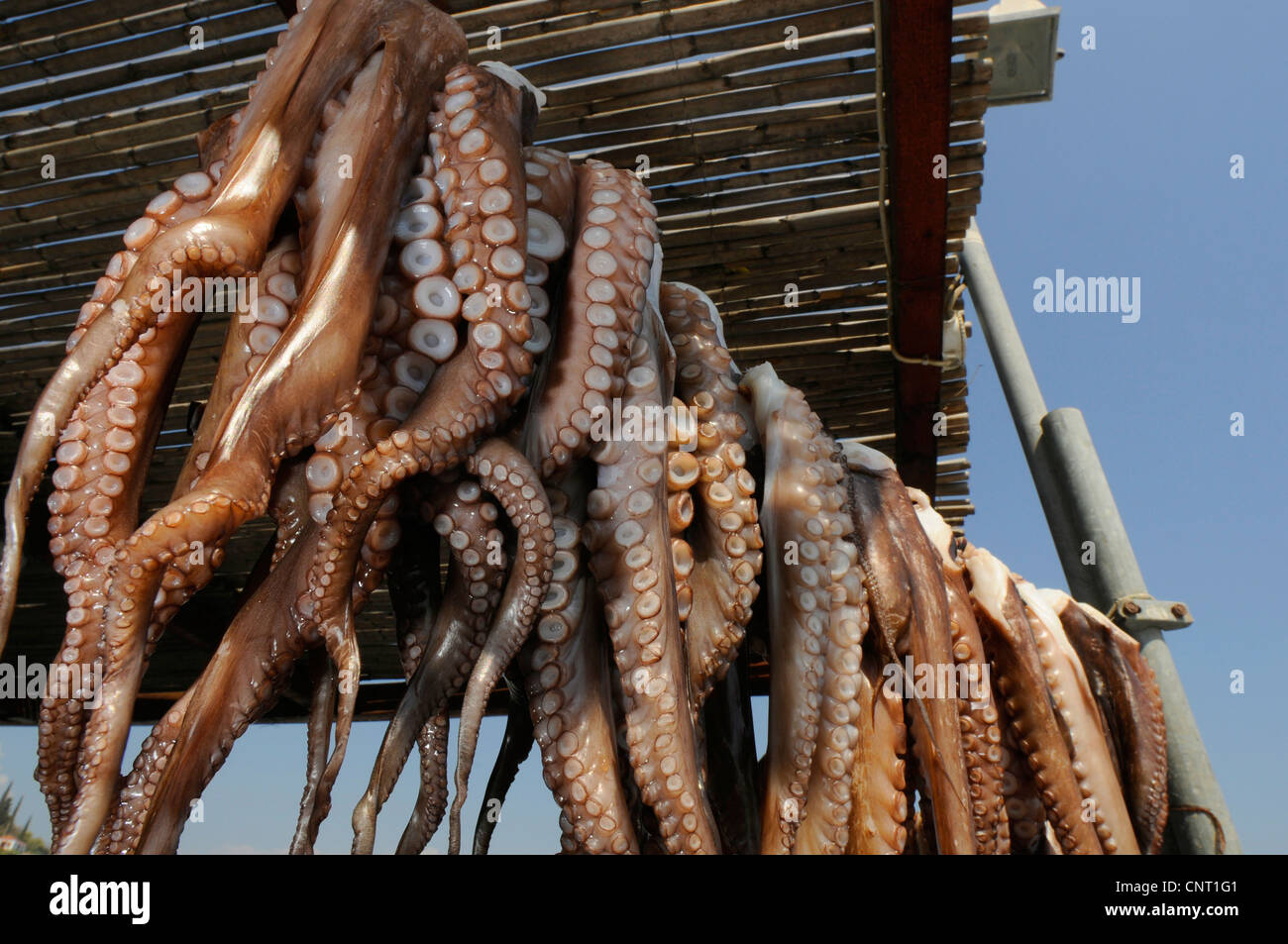 Octobrachia hi-res stock photography and images - Alamy
