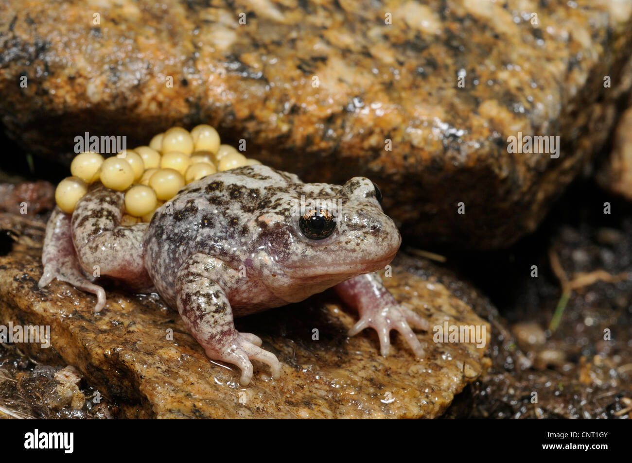 midwife toad (Alytes obstetricans boscai), with eggs, Portugal Stock ...