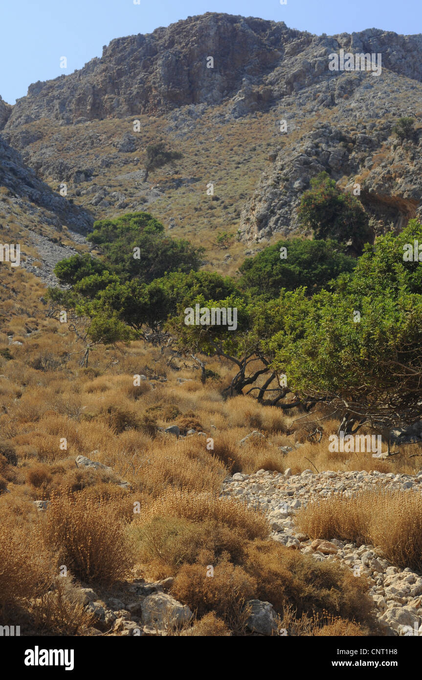 dry mountain landscape on Creata, Greece, Creta Stock Photo - Alamy