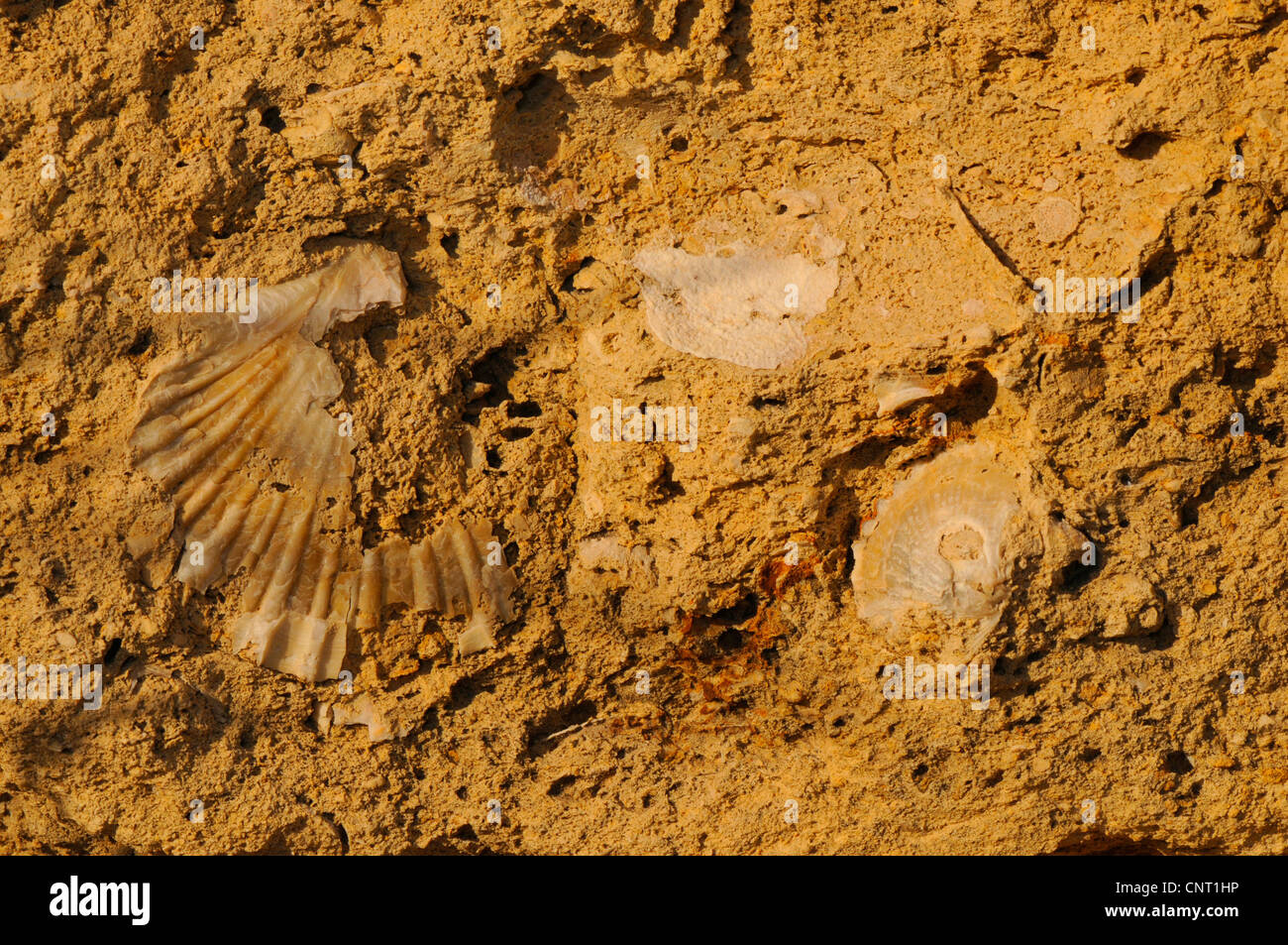 fossil shells in the ground, Greece, Creta Stock Photo - Alamy