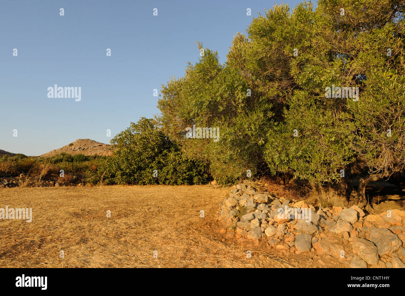 Olive tree olea europaea ssp sativa hi-res stock photography and images ...