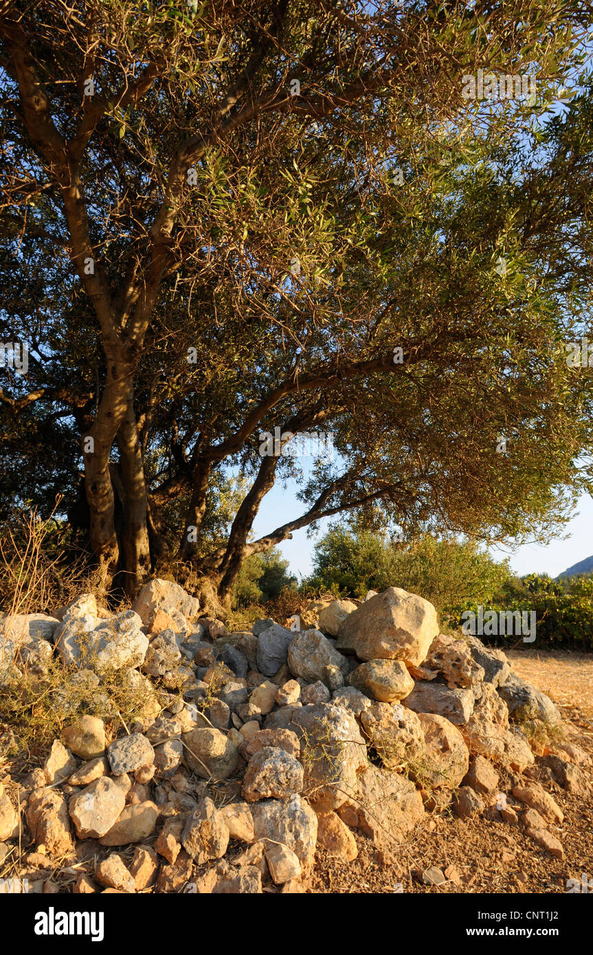 olive tree (Olea europaea ssp. sativa), stone wall and olive trees ...