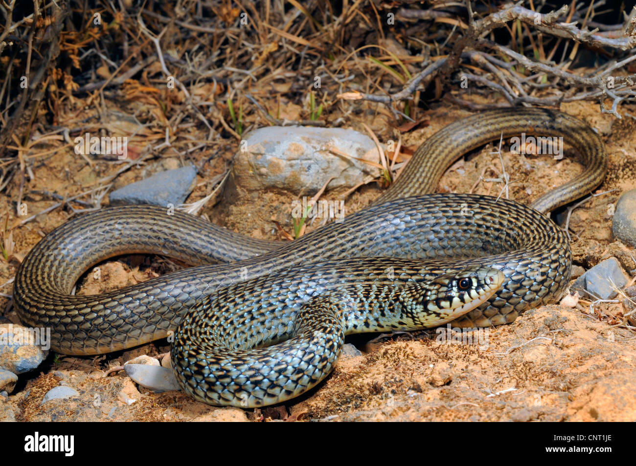 Balkan whip snake (Hierophis gemonensis, Coluber gemonensis), rolled up ...