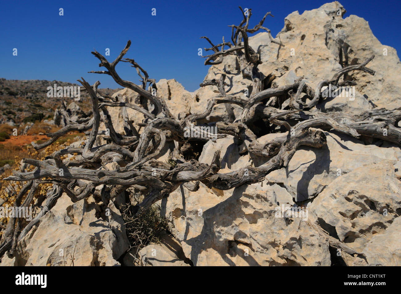 dried vegetation on Creta, Greece, Creta Stock Photo - Alamy