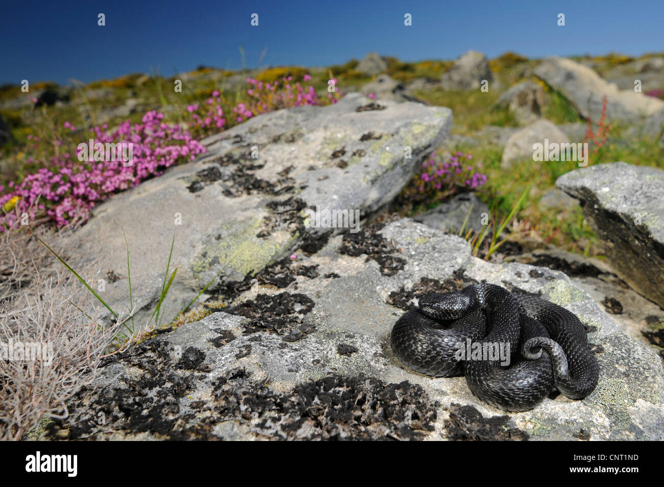 Iberian adder, Pyrenean viper, Portugese viper (Vipera seoanei ...