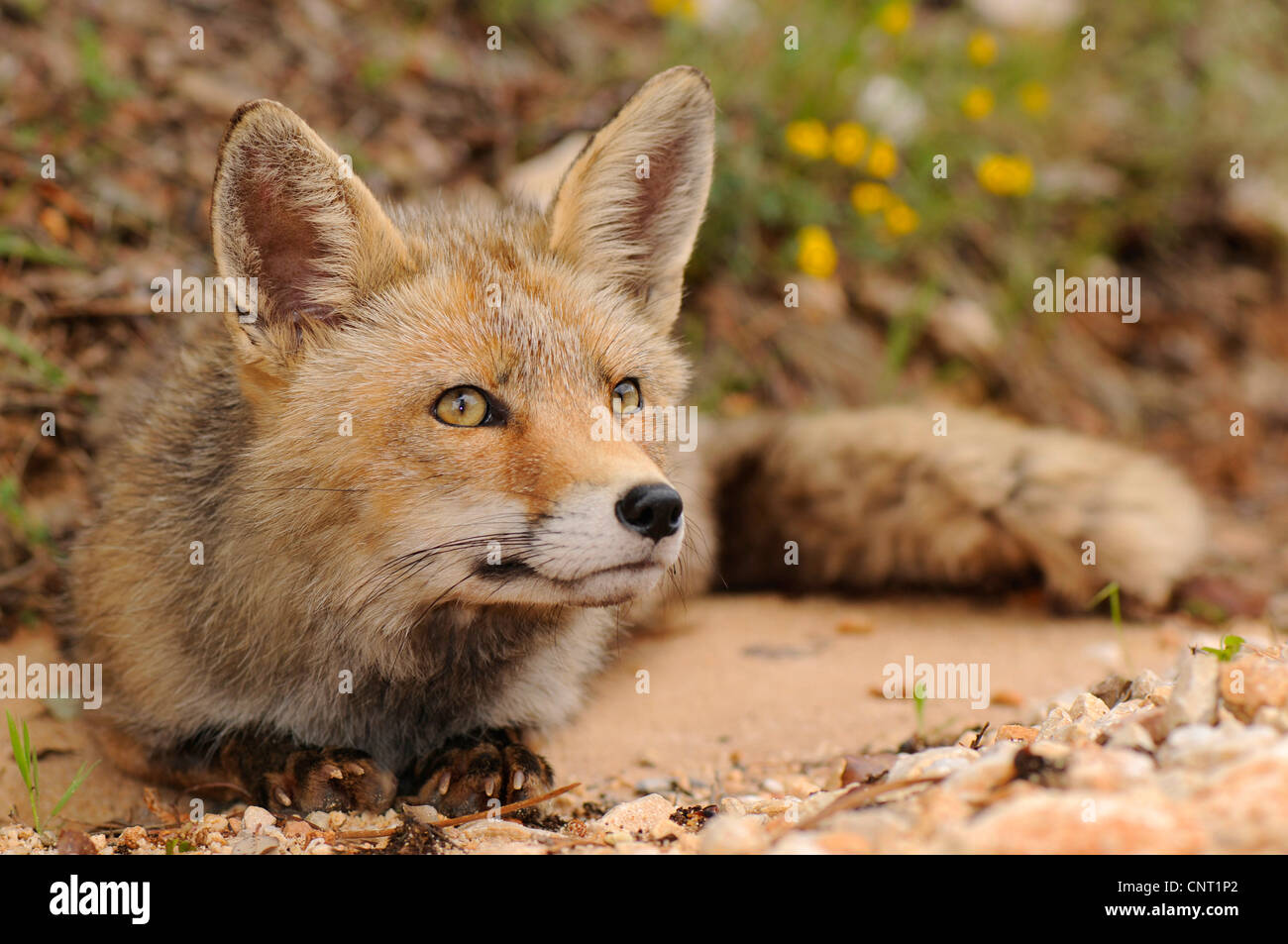 red fox (Vulpes vulpes), lying, Spain, Andalusia, Naturpark Sierra de ...