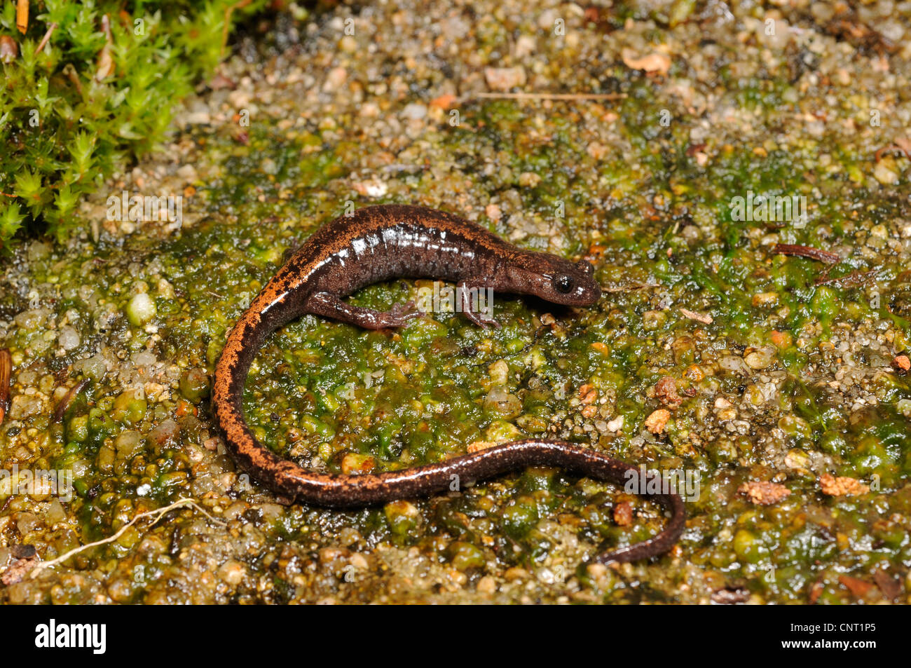 Golden salamander hi-res stock photography and images - Alamy
