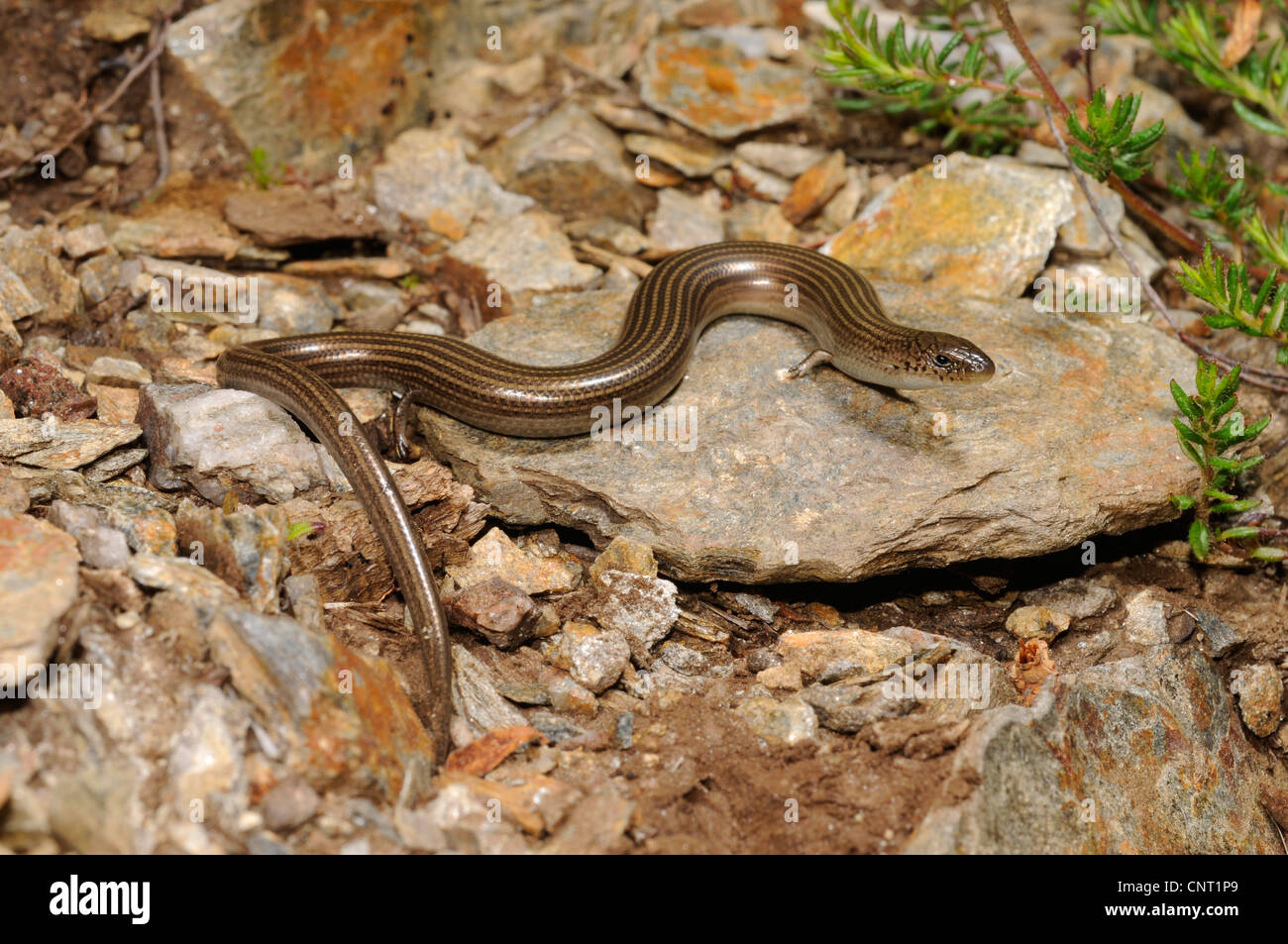 Western Three-toed Skink (Chalcides striatus), lying on stones ...