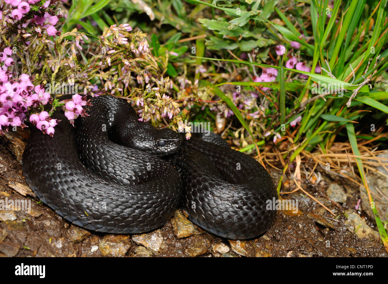 Iberian adder, Pyrenean viper, Portugese viper (Vipera seoanei ...