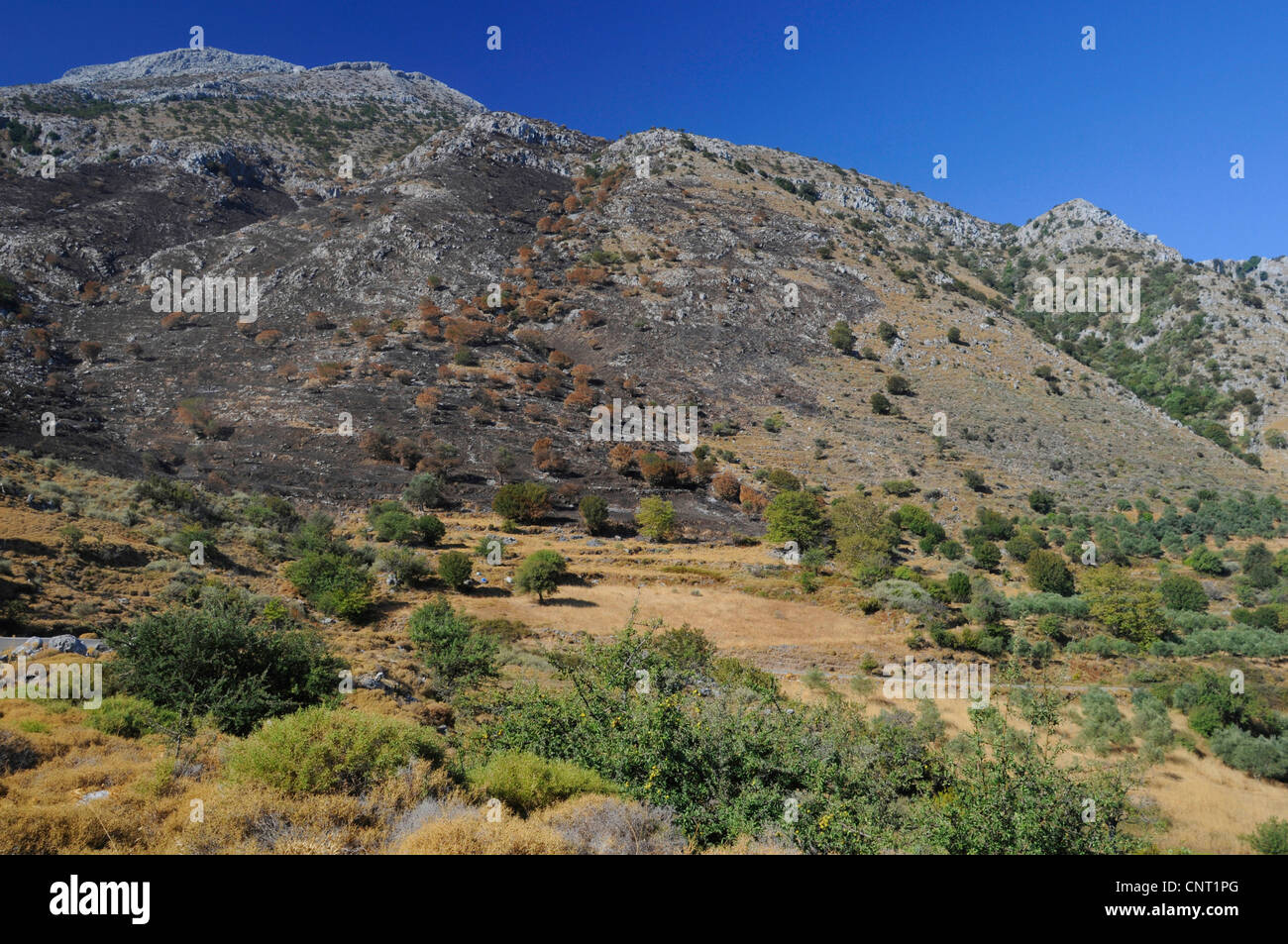 mountain scenery on Creta after a burning, Greece, Creta Stock Photo ...