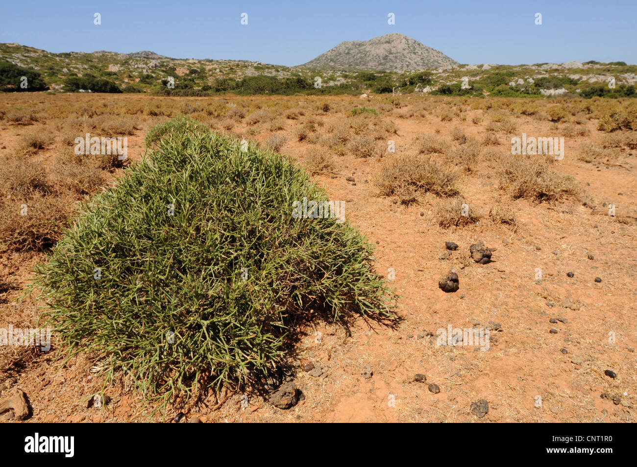 Overgrazed hi-res stock photography and images - Alamy