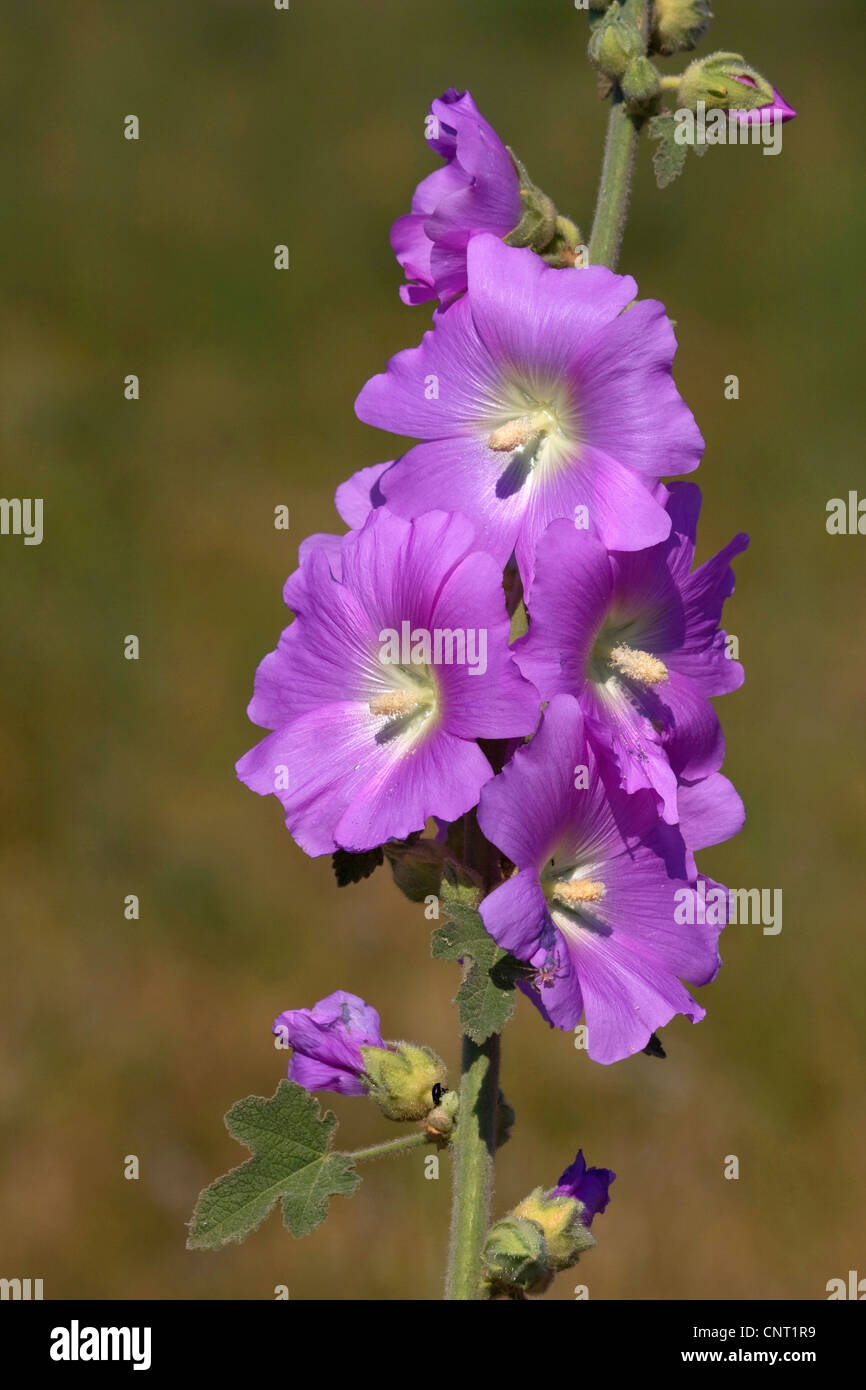 tree-mallow, tree sea mallow (Lavatera arborea), inflorescence, Greece ...