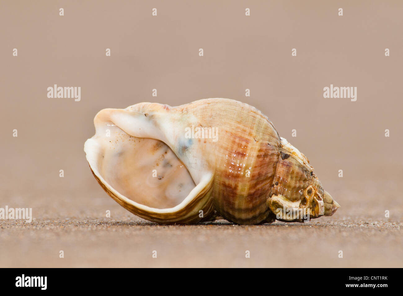 Sea snail whelk shell hi-res stock photography and images - Alamy