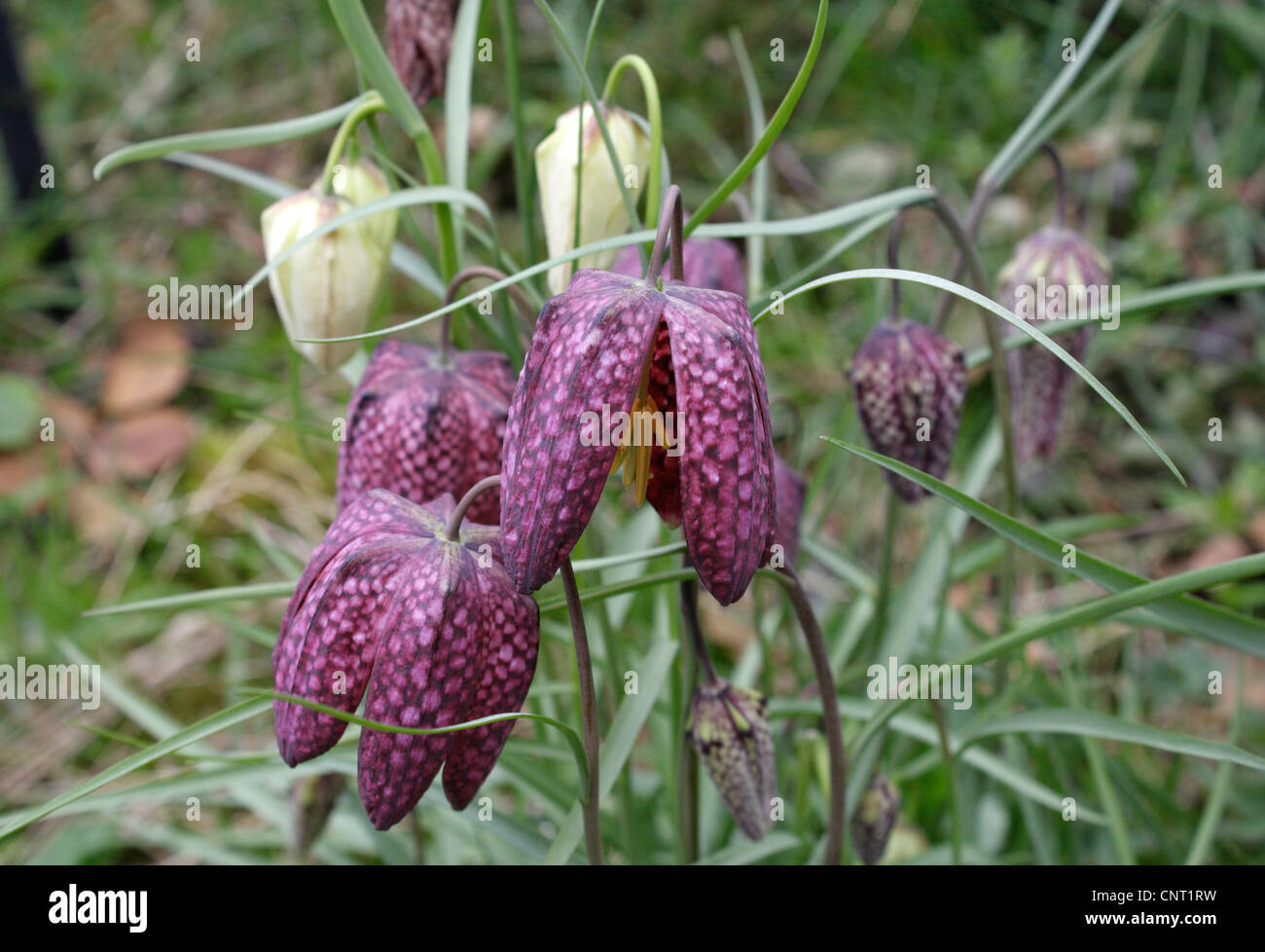Snakes Head Fritilaria High Resolution Stock Photography and Images - Alamy
