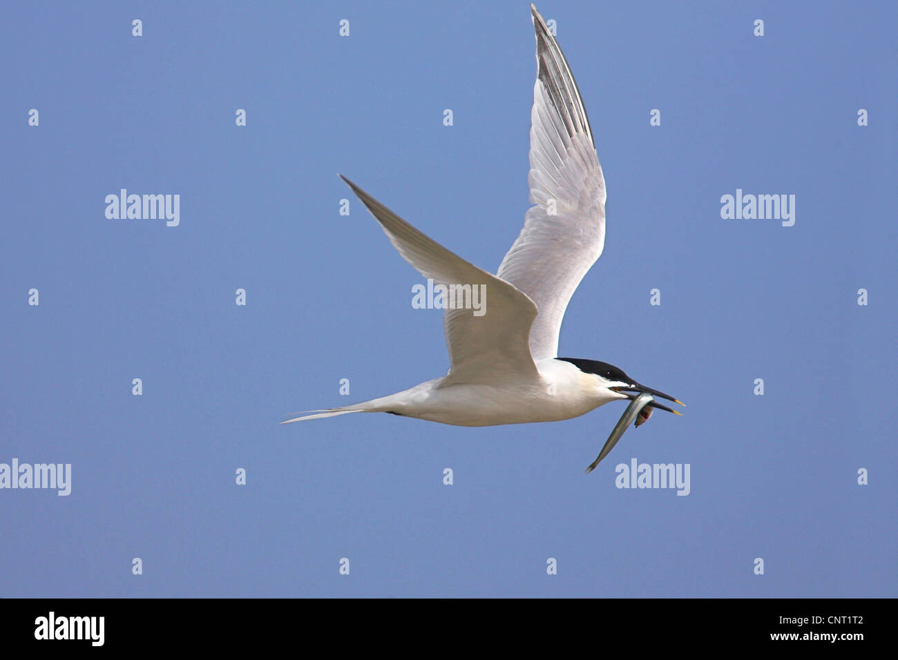 sandwich tern (Sterna sandvicensis, Thalasseus sandvicensis), flys with ...