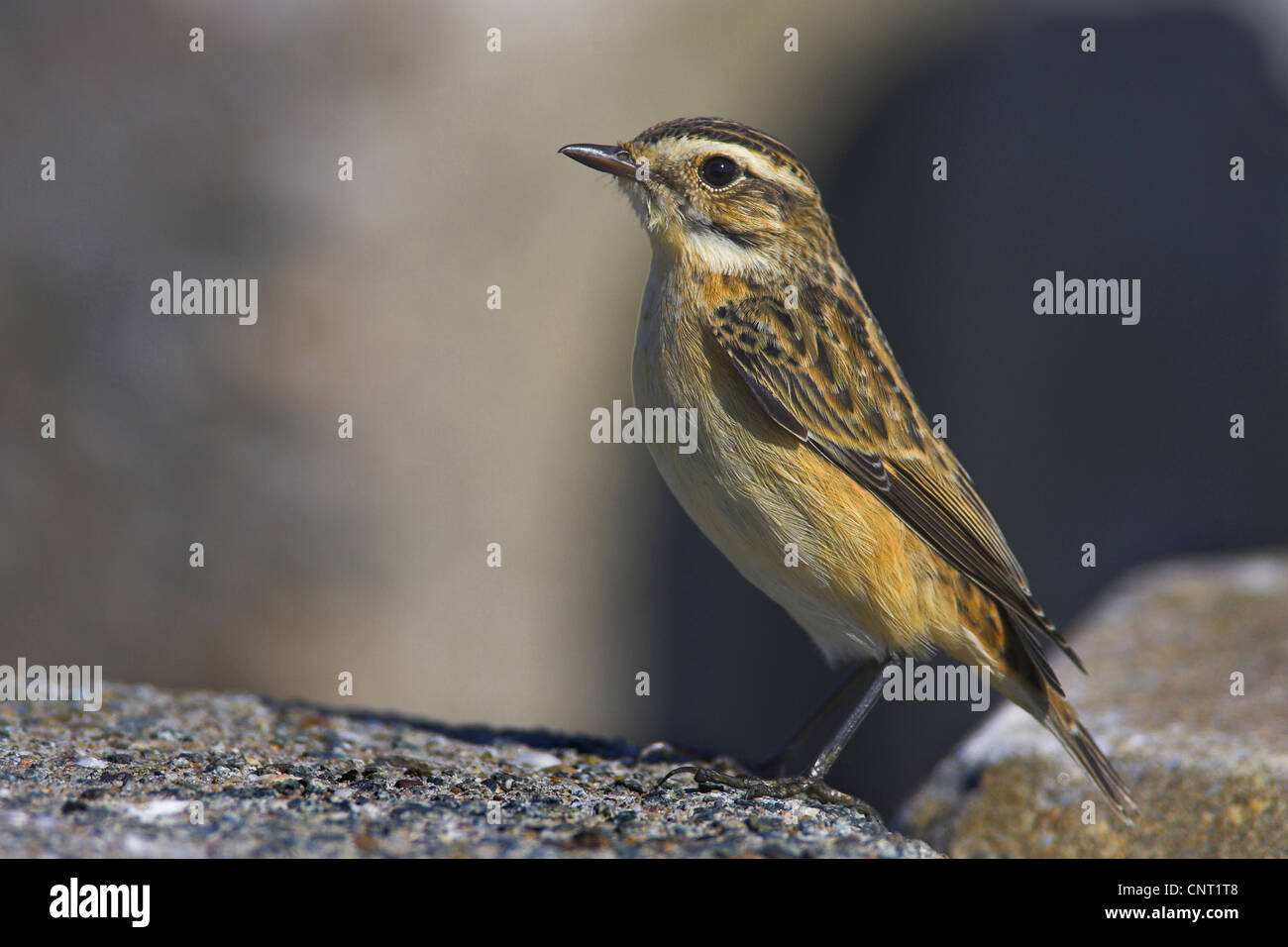 Juvenile Whinchat High Resolution Stock Photography and Images - Alamy