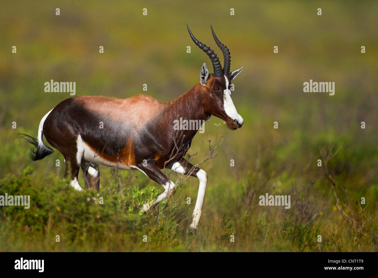 bontebok, blesbok (Damaliscus dorcas), runs, South Africa, Bontebok ...