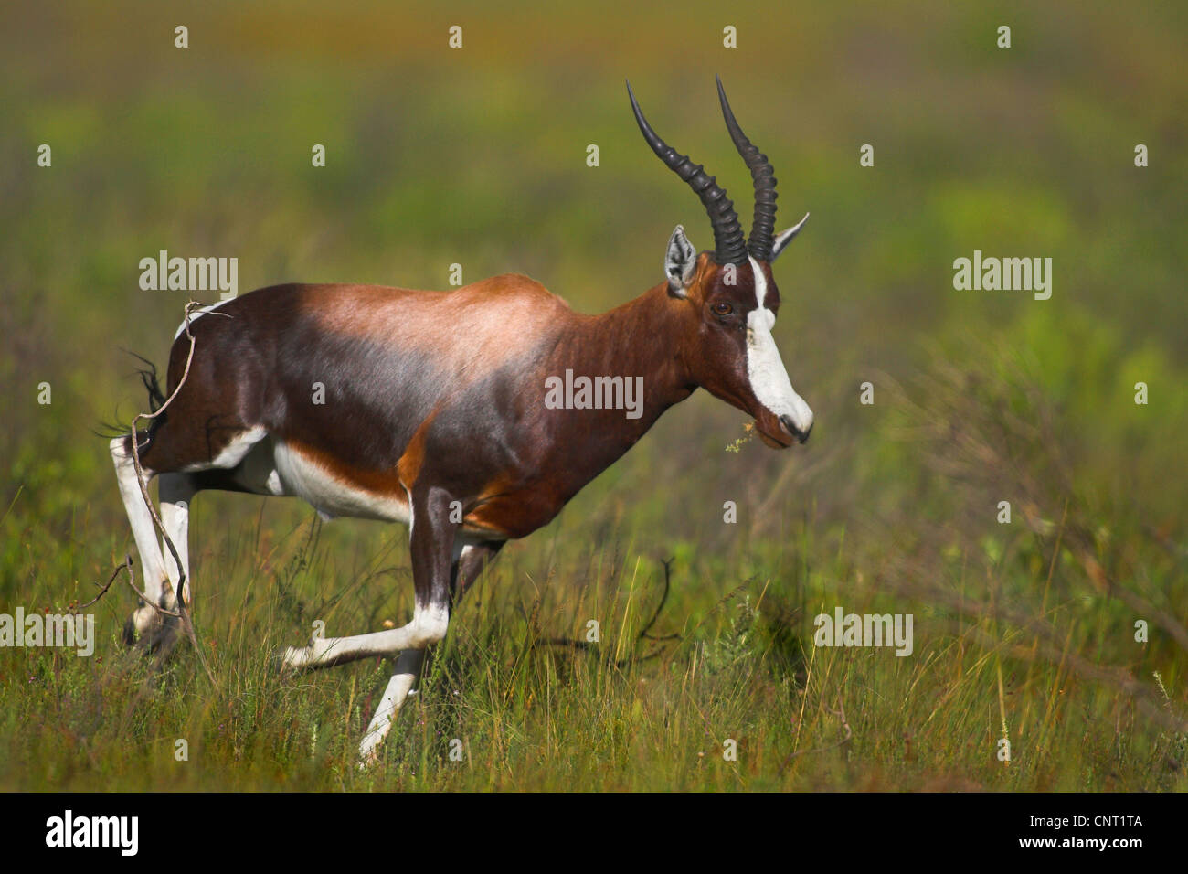 bontebok, blesbok (Damaliscus dorcas), runs, South Africa, Bontebok ...