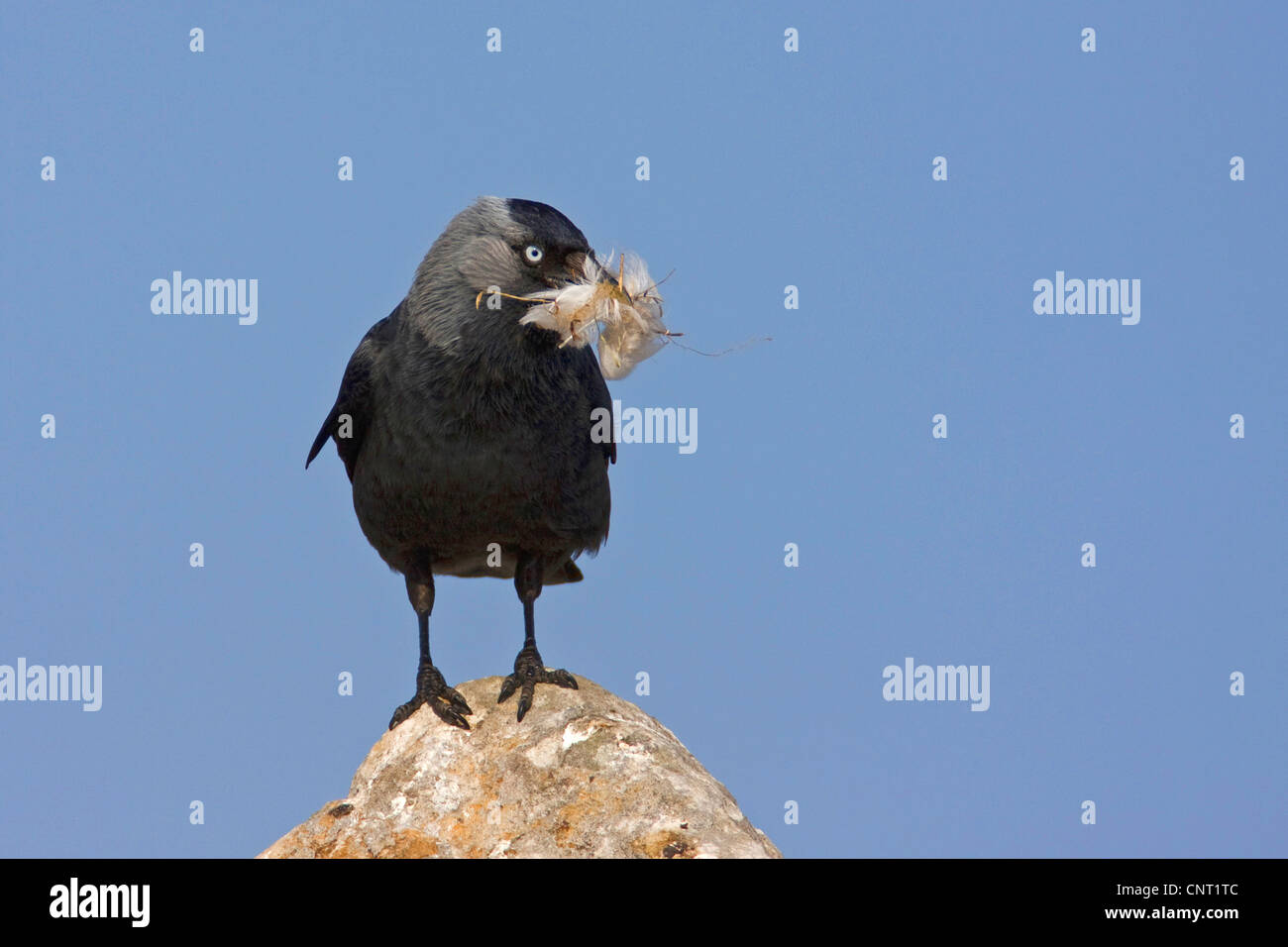 Jackdaw With Nesting Material High Resolution Stock Photography and ...