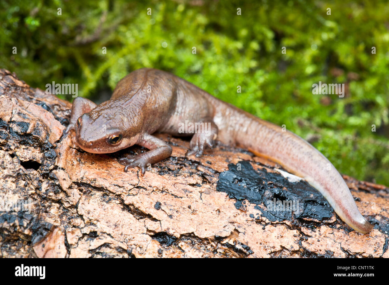Adult female palmate newt lissotriton hi-res stock photography and ...