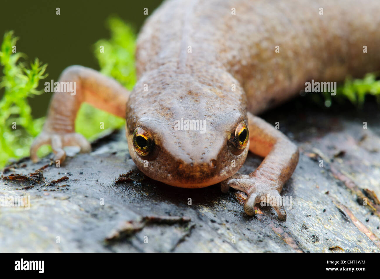 Newt hi-res stock photography and images - Alamy