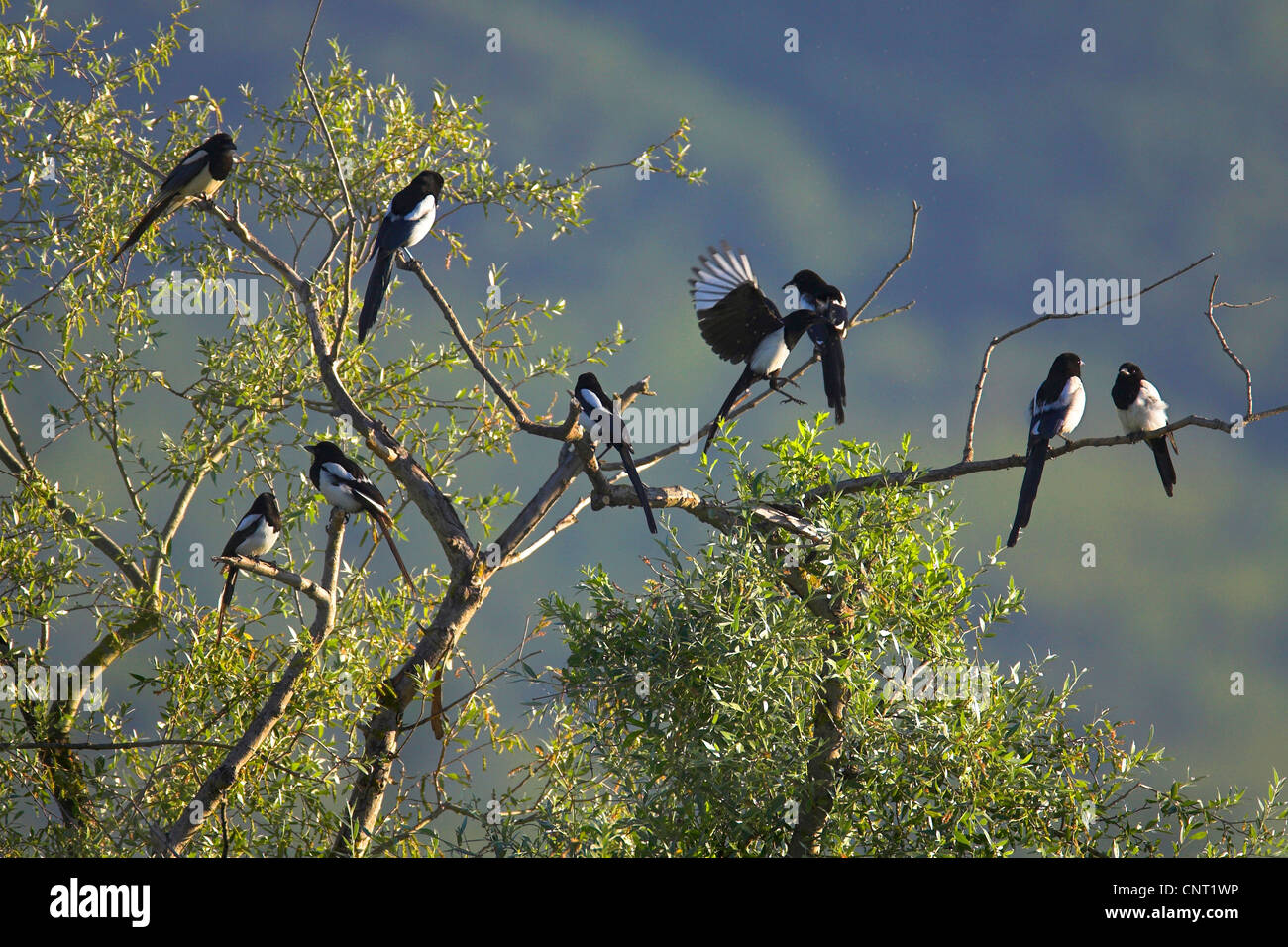 Magpies group hi-res stock photography and images - Alamy