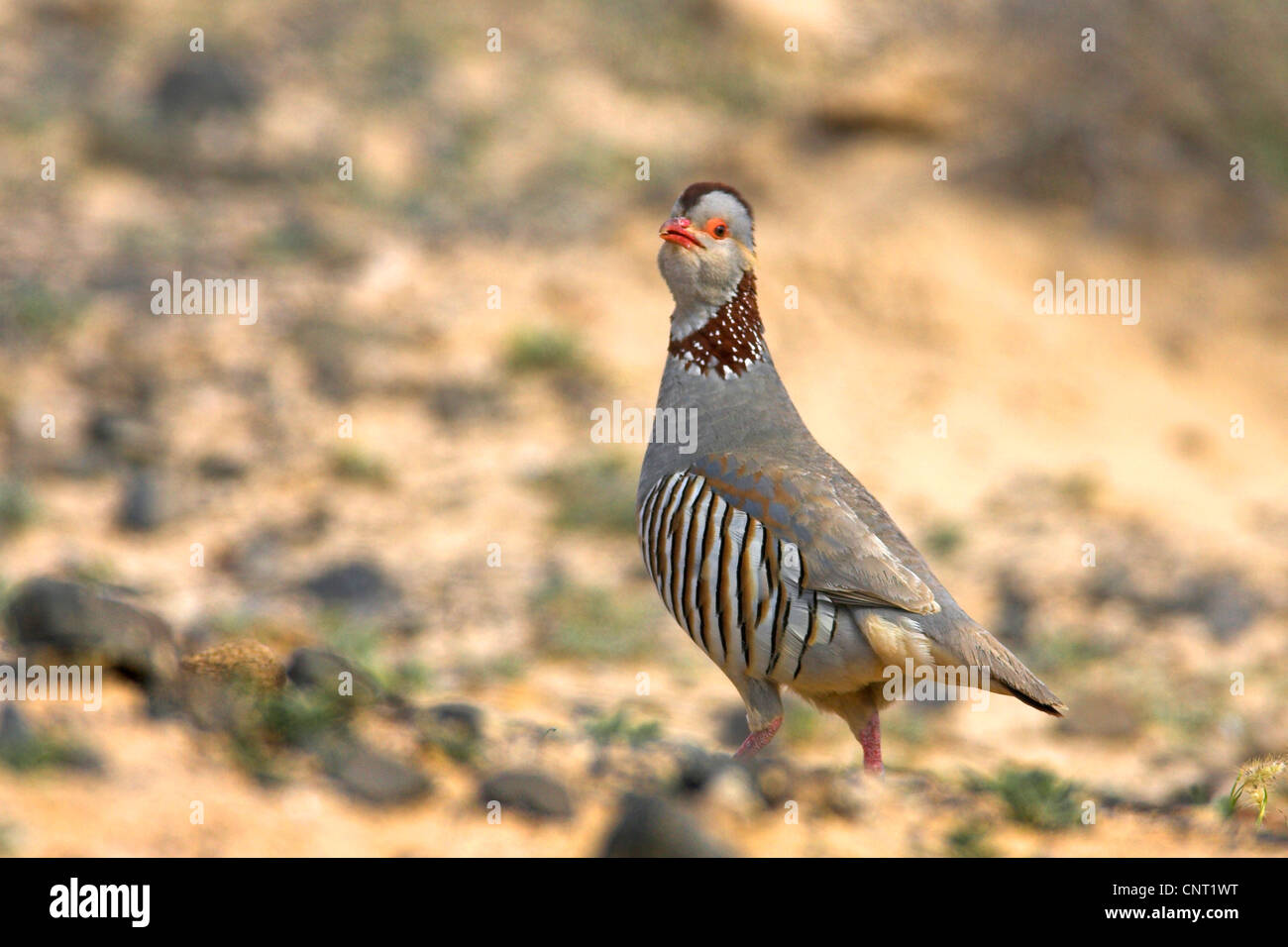 barbary partridge (Alectoris barbara), single individual, Canary ...