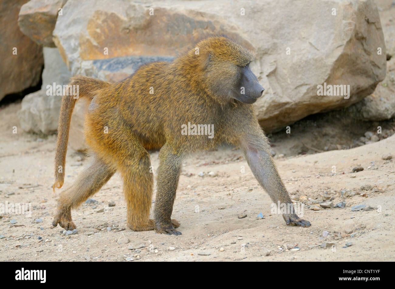 Baboon in zoo enclosure hi-res stock photography and images - Alamy