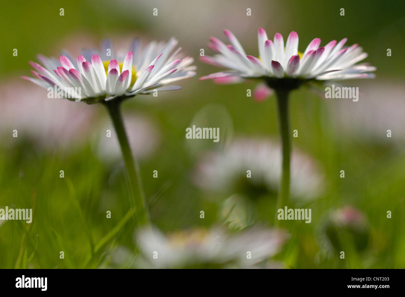 common daisy, lawn daisy, English daisy (Bellis perennis), flowers ...