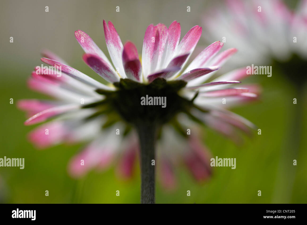 Photograph of common daisy hi-res stock photography and images - Alamy