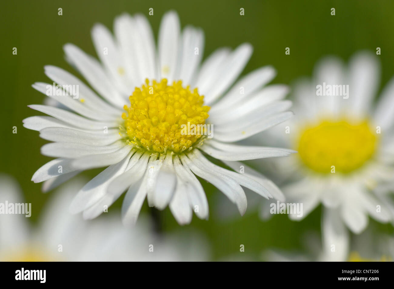 common daisy, lawn daisy, English daisy (Bellis perennis), flowers ...