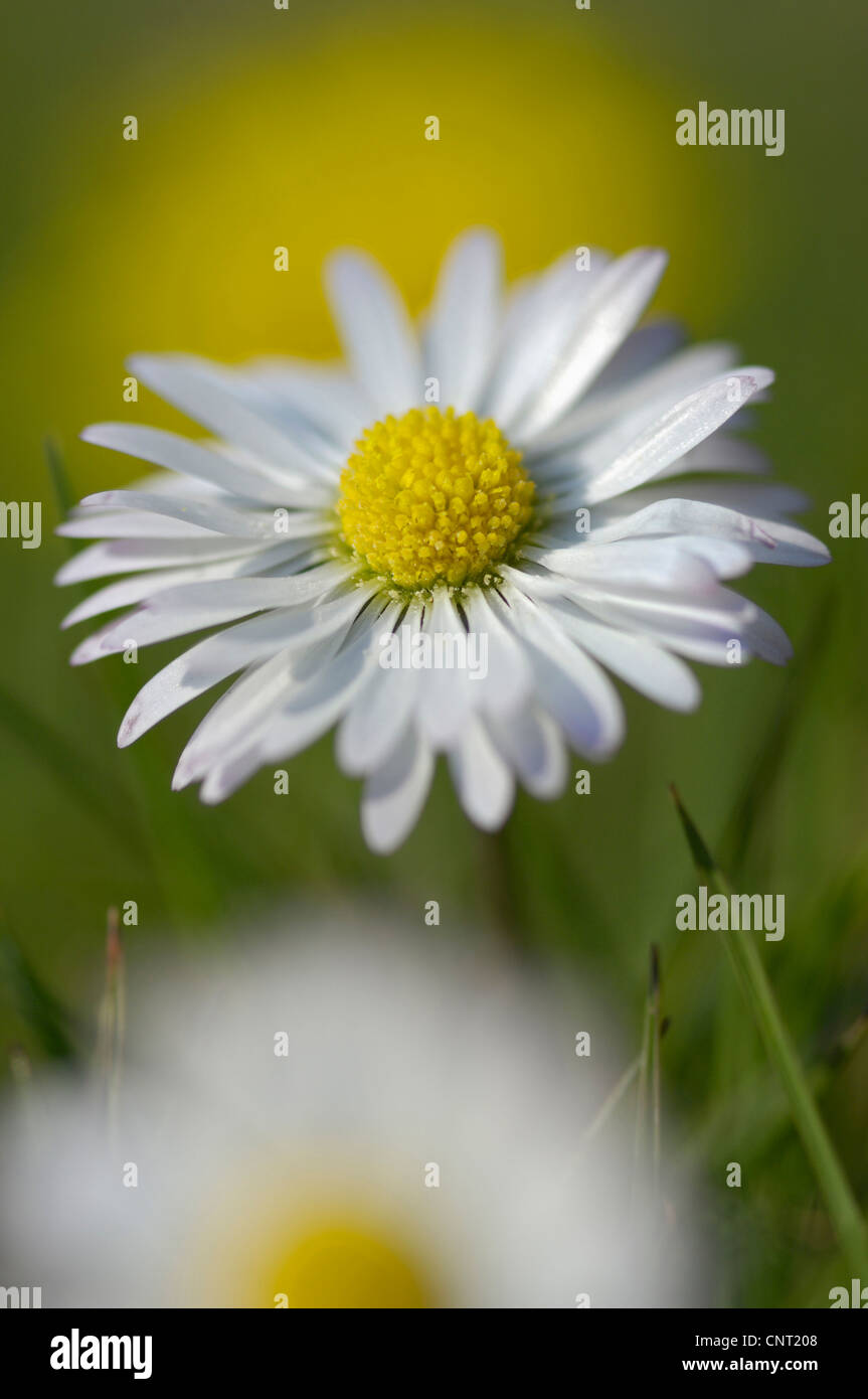 common daisy, lawn daisy, English daisy (Bellis perennis), flowers ...