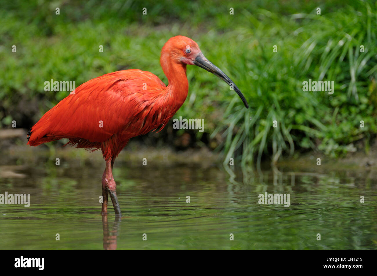 Eudocimus ruber hi-res stock photography and images - Alamy