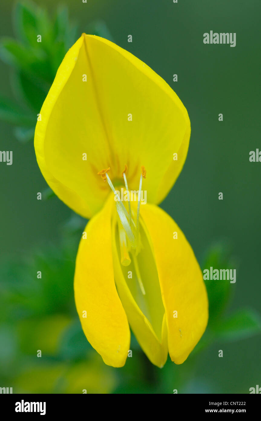 Scotch broom (Cytisus scoparius, Sarothamnus scoparius), flower ...
