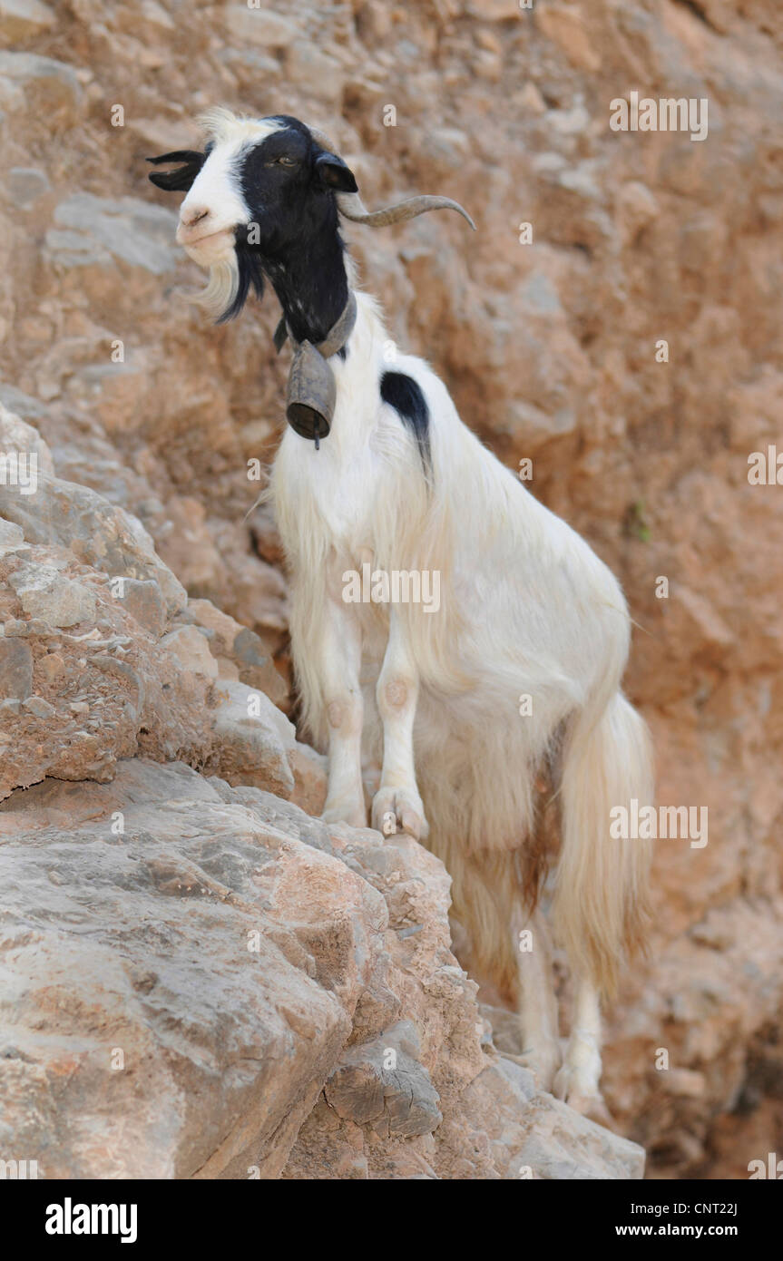 Domestic goat capra hircus male hi-res stock photography and images - Alamy