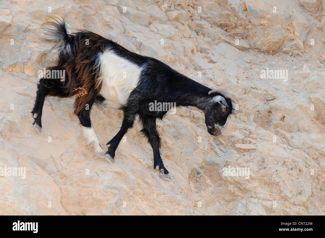 Domestic goat capra hircus male hi-res stock photography and images - Alamy