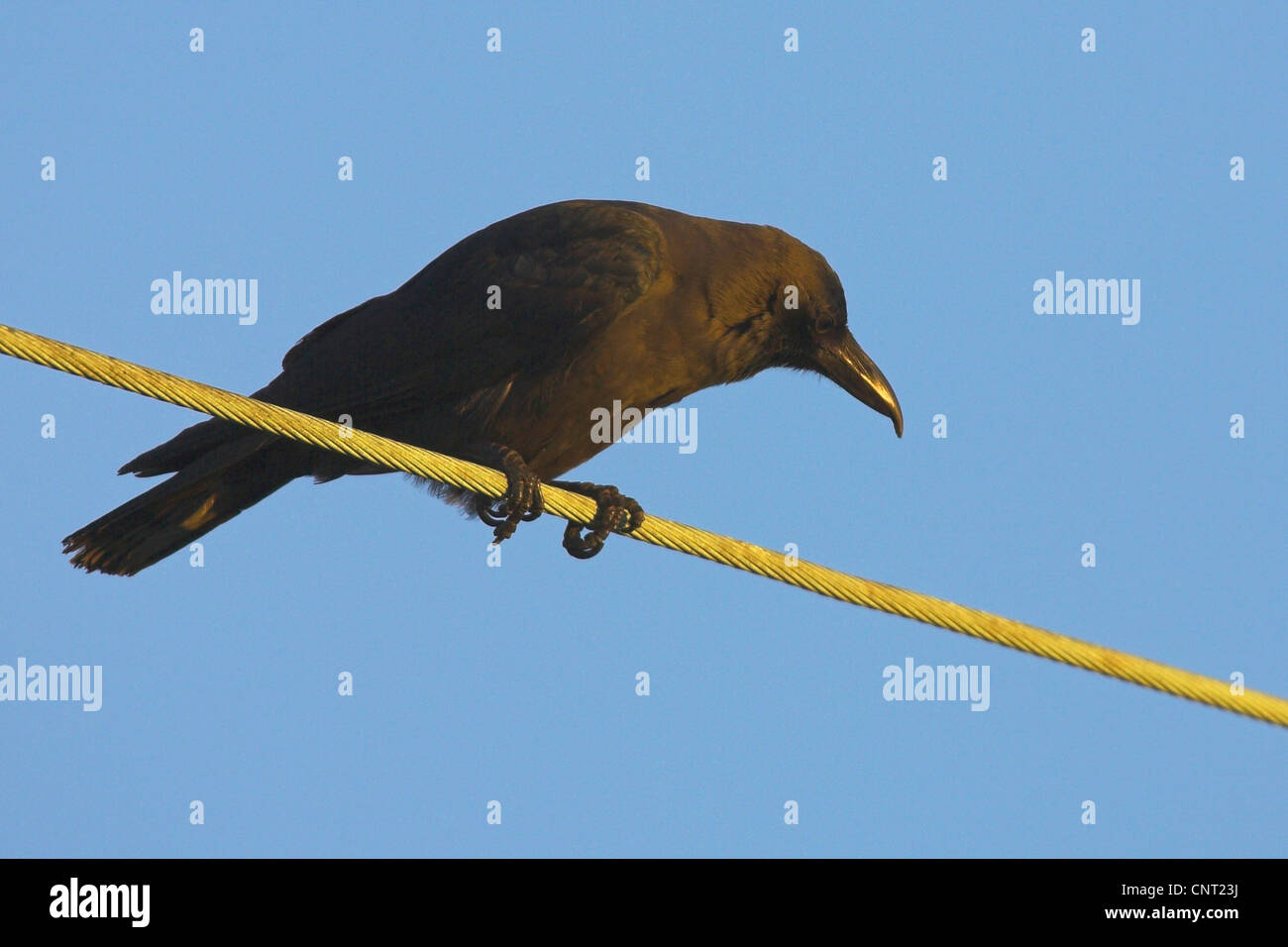 house crow (Corvus splendens), on rope, Netherlands Stock Photo - Alamy