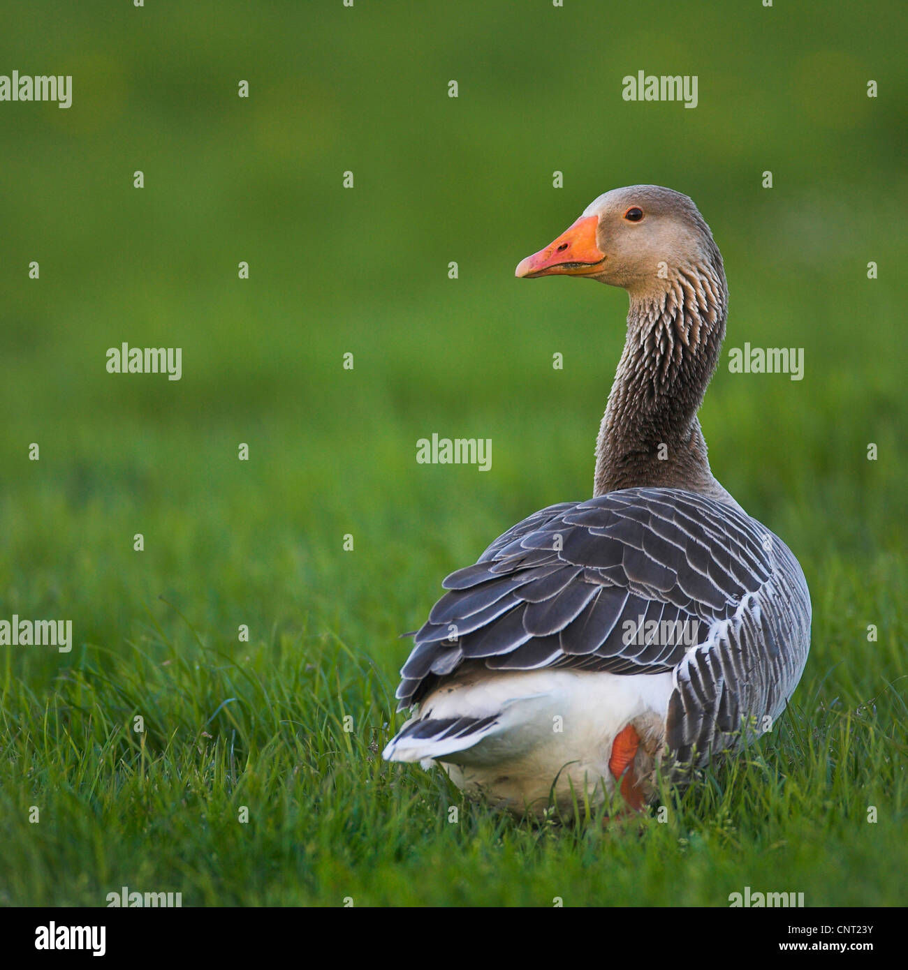 greylag goose (Anser anser), looks back, Netherlands Stock Photo - Alamy
