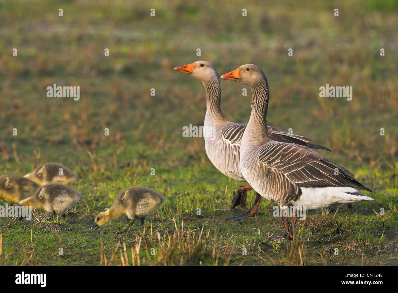 greylag goose (Anser anser), couple with chicks, Netherlands, Texel ...