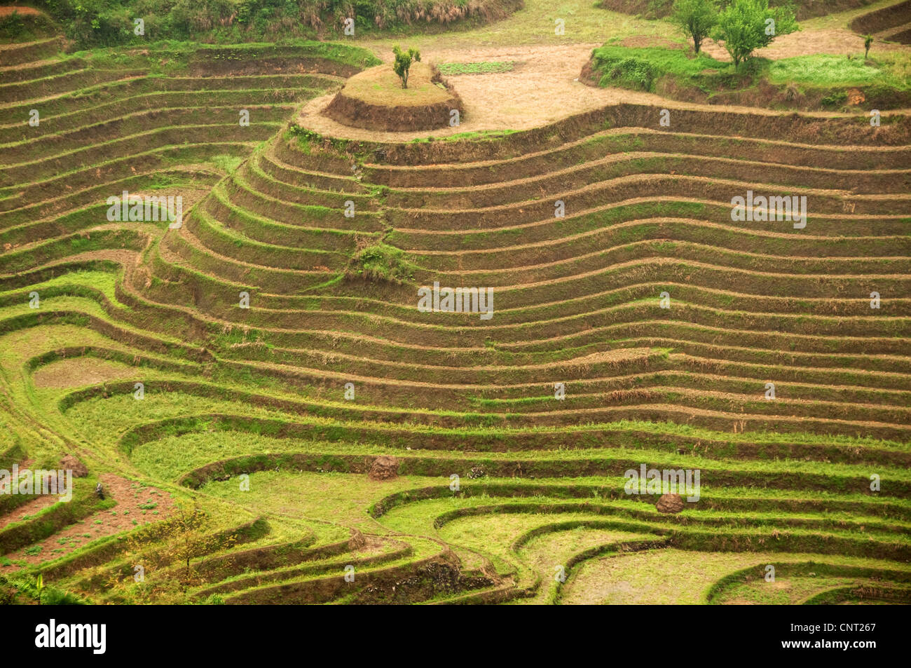Terraced rice fields Stock Photo - Alamy